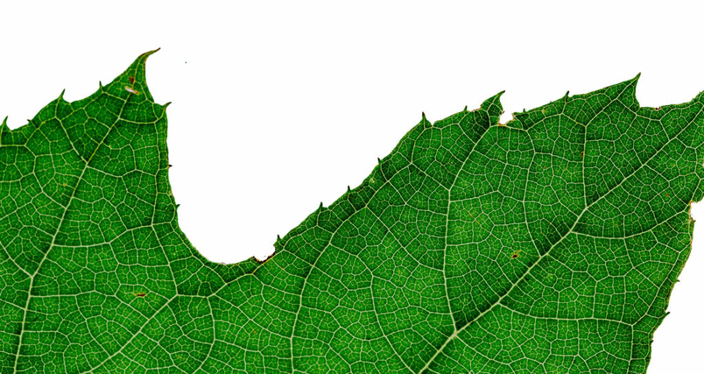 NATURE BIO | Sugarcane Straw | Coffee Grounds Straw – 100% Plant-Based ...